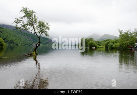 Lone tree and view from The Lagoons, Llyn Padarn, Llanberis, North ...
