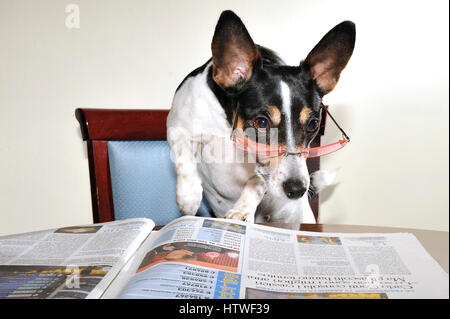 Jack Russel terrier and letter with text LOVE YOU on pouf against blue ...