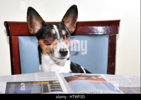 Jack Russel terrier and letter with text LOVE YOU on pouf against blue ...