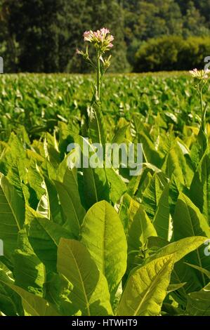 Champ de tabac en Dordogne Stock Photo - Alamy