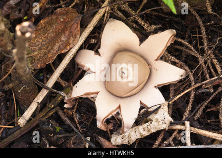 rounded earthstar (Geastrum saccatum Stock Photo - Alamy