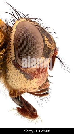 Extreme magnification - Fly head, side view Stock Photo - Alamy