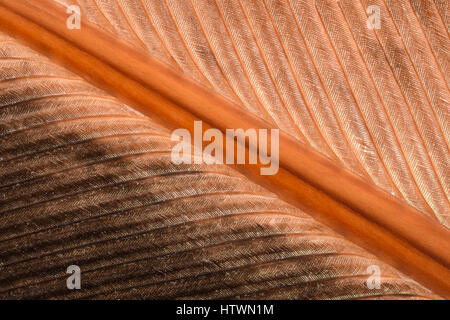 Extreme magnification - Feather detail Stock Photo - Alamy