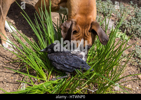 1, one, American crow, fledgling crow, juvenile crow, injured bird ...