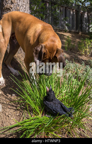 1, one, American crow, fledgling crow, juvenile crow, injured bird ...