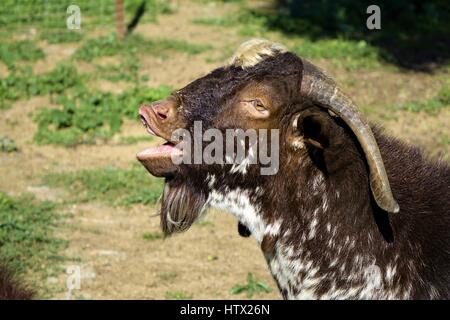 Male goats of the Florida breed in agricultural exploitation in Spain ...