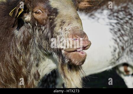 Male goats of the Florida breed in agricultural exploitation in Spain ...