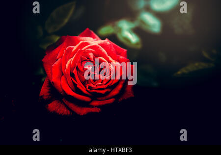 Rose flower highlight Stock Photo - Alamy