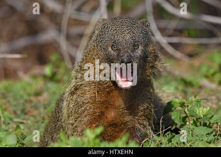 A brown mongoose with open mouth Stock Photo - Alamy