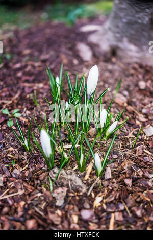 A closeup of Crocus vernus, spring crocus buds. Selected focus Stock ...