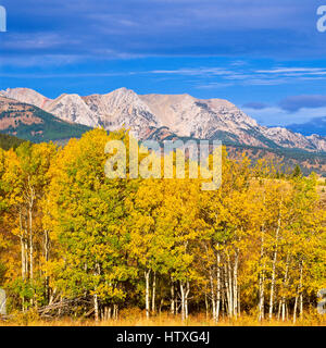 fall colors of aspen below the bridger range near bozeman, montana ...