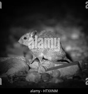 Greater stick-nest rat (Leporillus conditor) group of three,, Shark Bay ...