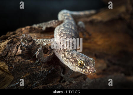 Marbled Gecko (Christinus marmoratus Stock Photo - Alamy