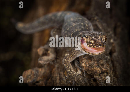Marbled gecko Christinus marmoratus Australia portrait Stock Photo - Alamy