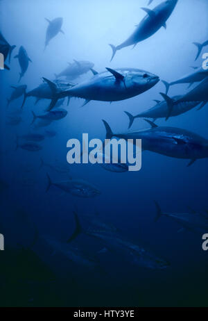Giant Bluefin Tuna (Thunnus thynnus) swimming within the tuna net ...