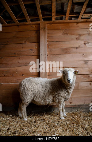A female sheep alone in a barn Stock Photo - Alamy
