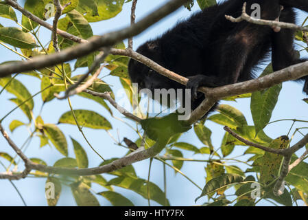 A male Yucatan Howler Monkey in a tree in Chiapas State, Mexico Stock ...