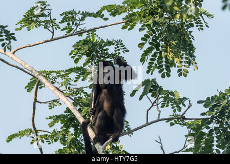 A male Yucatan Howler Monkey in a tree Stock Photo - Alamy