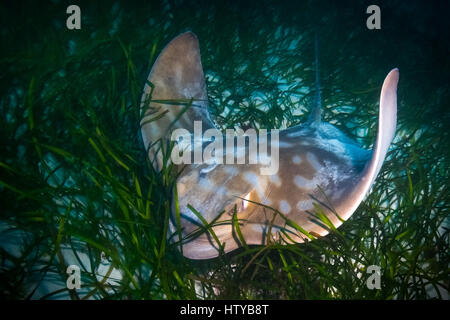 Southern eagle ray Myliobatis australis South Australia Stock Photo - Alamy