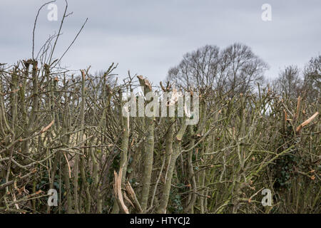 Hedge trimming hard with a flail hedgecutter showing slit and damaged ...