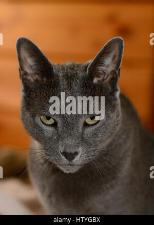 Male Russian Blue Cat Stock Photo - Alamy