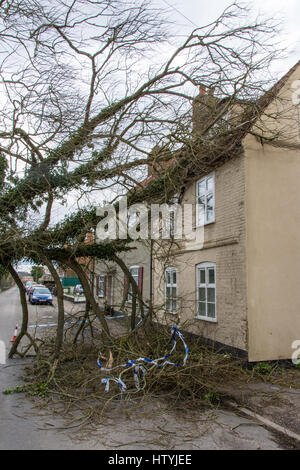 "Fallen tree, blocking road Stock Photo - Alamy