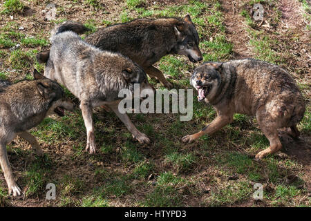 Wolves, pack, fight Stock Photo - Alamy