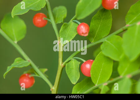 red huckleberry Vaccinium parvifolium in the western hemlock Tsuga ...