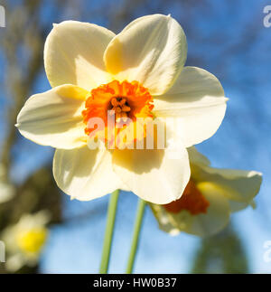 Narcissus ‘Geranium’ in flower in Spring. The species are native ...