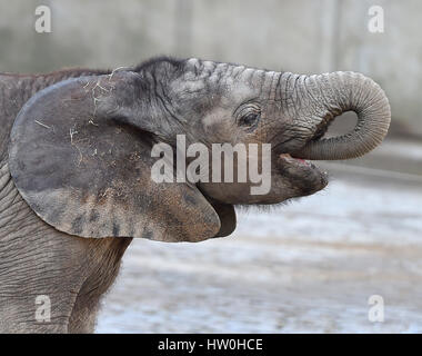 Wuppertal, Germany. 16th Mar, 2017. The elephant calf 'Tuffi ...