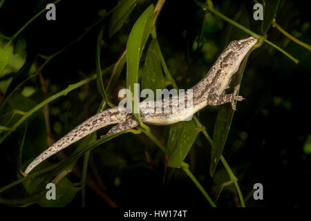 A Variegated Dtella gecko (Gehyra variegata) on a muslin sack at the ...