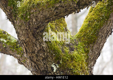 Tree with Moos Stock Photo: 76349558 - Alamy