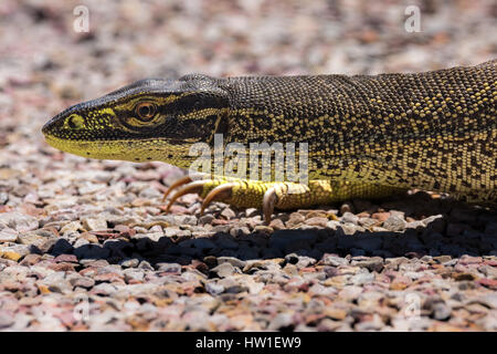 Yellow Spotted Monitor or Goanna Stock Photo - Alamy