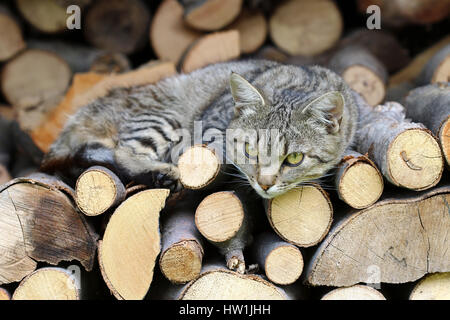 Cat resting on a heap of logs Stock Photo - Alamy