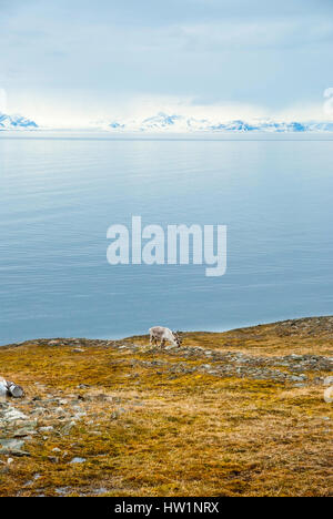 Reindeer in Norway in summer season Stock Photo - Alamy