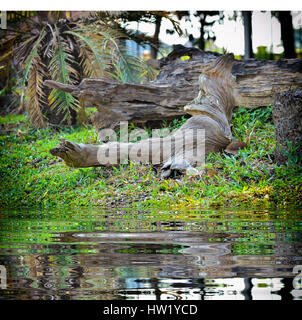 old and knotty timber in garden Stock Photo - Alamy