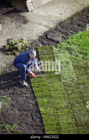 Gardeners laying new turf Stock Photo - Alamy