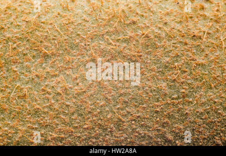 Kiwi Fruit Peel Macro Texture Stock Photo - Alamy