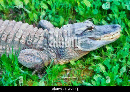 American alligator (Alligator mississippiensis) head portrait, side ...
