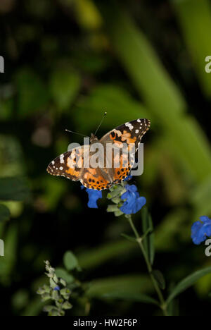 Butterflies Vanessa Cardui sitting on a bush Stock Photo - Alamy