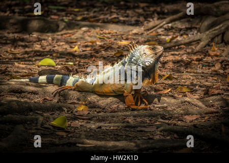 Iguana yellow, orange and green Stock Photo - Alamy