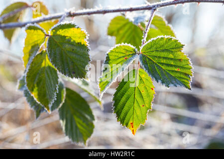 Brombeer-Blätter, Brombeerblätter, überreift, frostig, winterlich ...