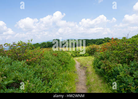 Beautiful Flame Azaleas blooming on Gregory Bald in The Great Smoky ...