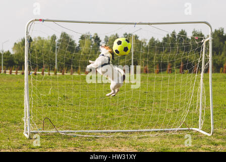 Funny goalkeeper saving goal catching football (soccer ball Stock Photo ...
