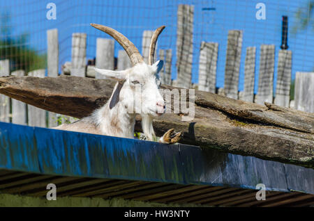 Goats at Goats on Roof Coombs Vancouver island Canada Stock Photo - Alamy
