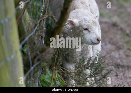 Sheep/lambs in the pouring rain Stock Photo - Alamy