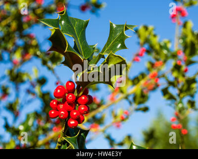 Berries and Leaves of Holly Tree. Ilex aquifolium. Natural Park Basque ...