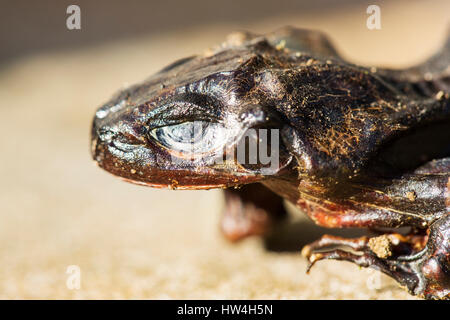 Dessicated dead frog Stock Photo - Alamy