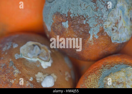 Fruit ; Orange decaying rotten fungus formed on skin of orange Stock ...