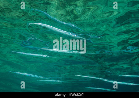 Shoal of Needlefish, Tylosurus sp., Felidhu Atoll, Maldives Stock Photo ...